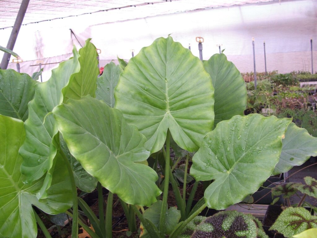 Categoría Aromáticas Y Culinarias - Viveros El Jardín