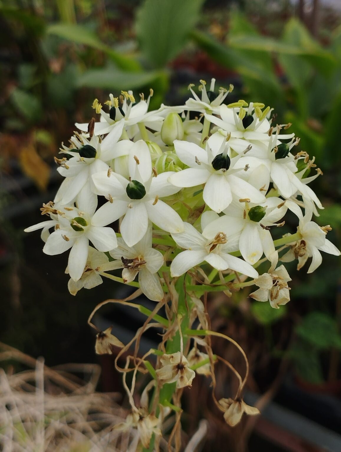 Ornithogalum Saundersiae - Viveros El Jardín